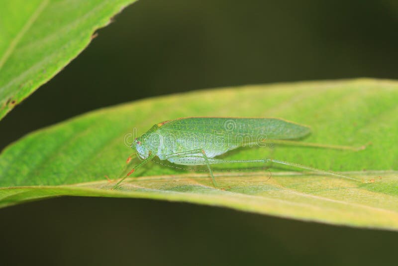 Un Grillo Verde Cespuglio/del Katydid Fotografia Stock - Immagine di ...
