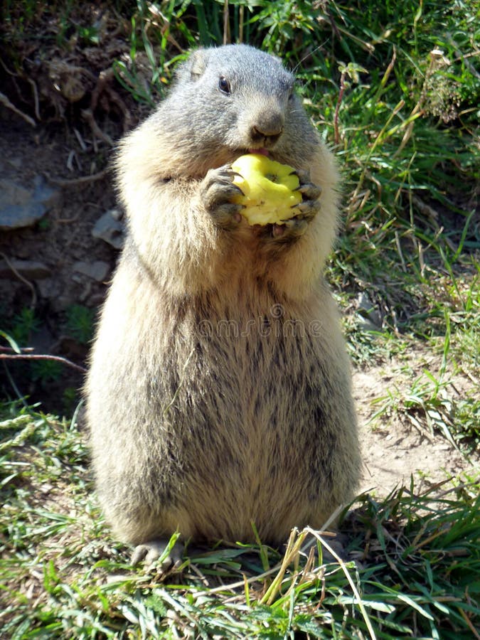 (Kurtzleila) - Exclusive Photos