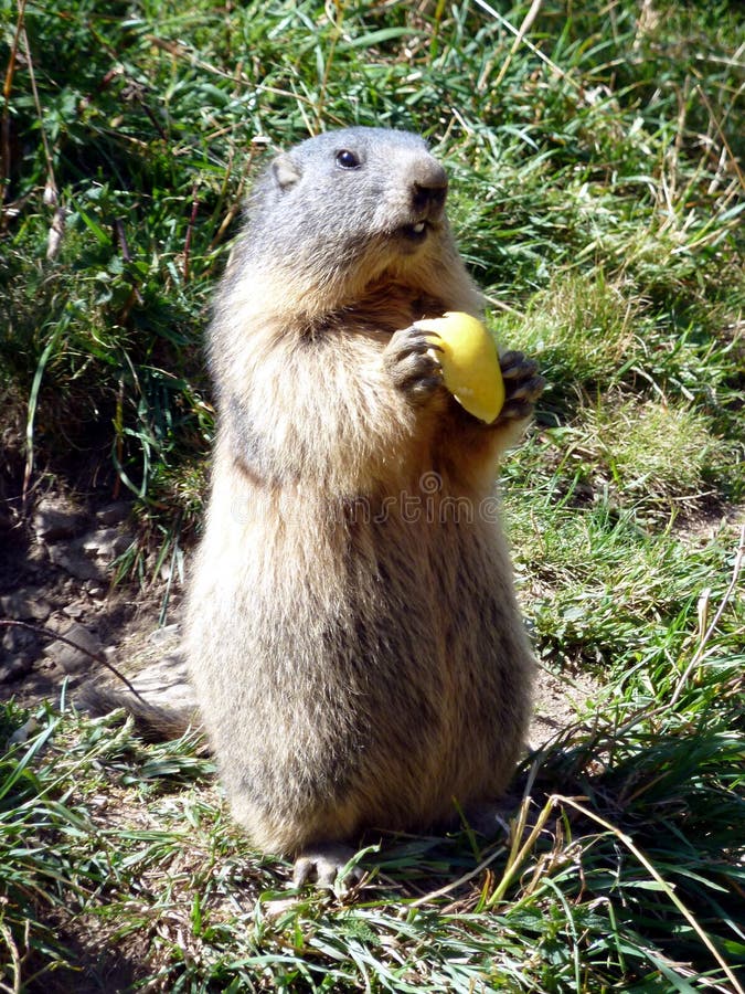 Un Groundhog Mangeant Une Pomme Image stock - Image du rongeur, alpes ...