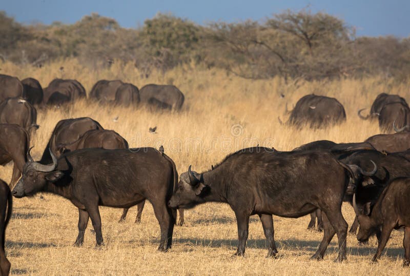 Buffles Africains, Buffle Avec La Boue Et Brindille Sur Le Front, La ...