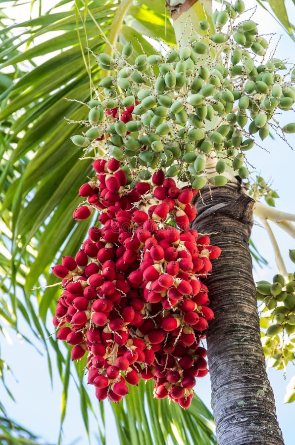 Un Groupe De Dattes Sur L'arbre Image stock - Image du mûr, santé: 28205747