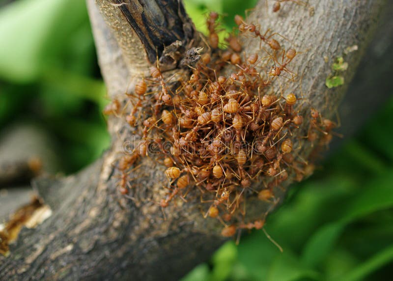 Un Groupe De Fourmis Rouges Attaquant Une Sauterelle Photo stock ...