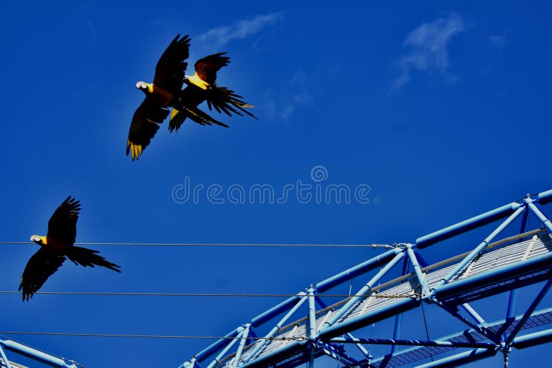 Un Groupe De Perroquets Ocolourful En Vol Photo stock - Image du patte ...
