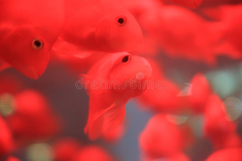 Un groupe du poisson rouge image stock. Image du beaucoup - 34472227