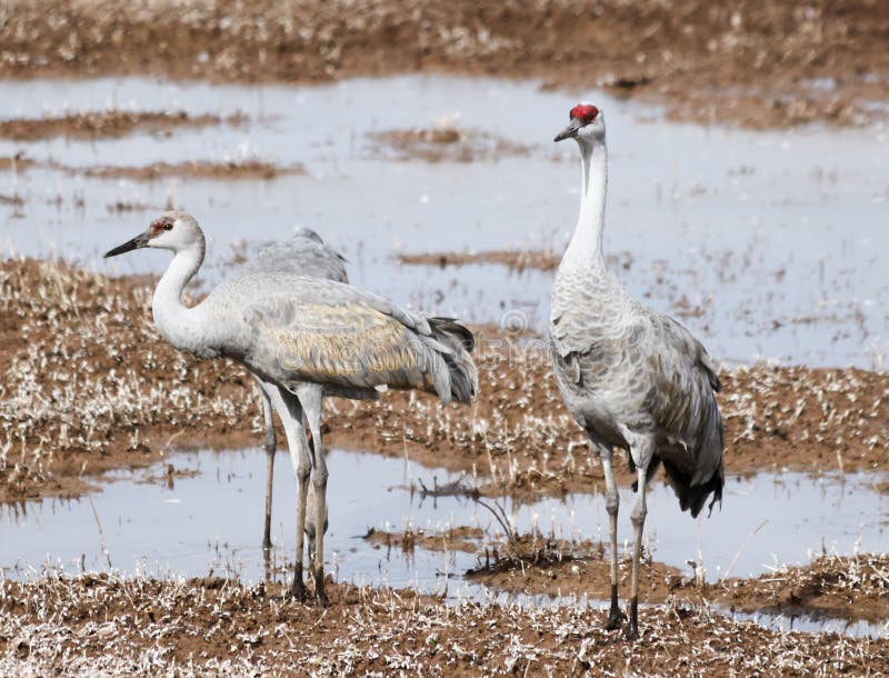 Un Gruppo Di Gru Di Sandhill Ad Area Della Fauna Selvatica Di Tiraggio ...