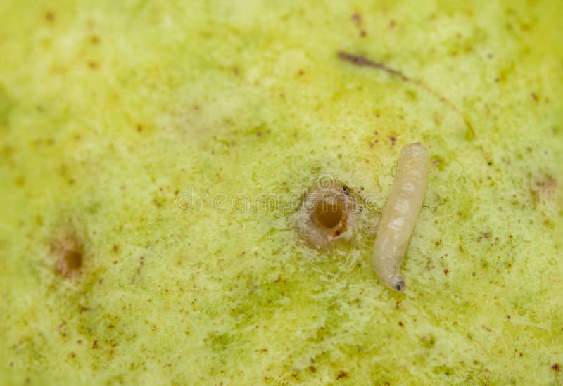 Un Gusano Perfora Un Fruto De Guayaba. Orugas Blancas De Guayaba ...