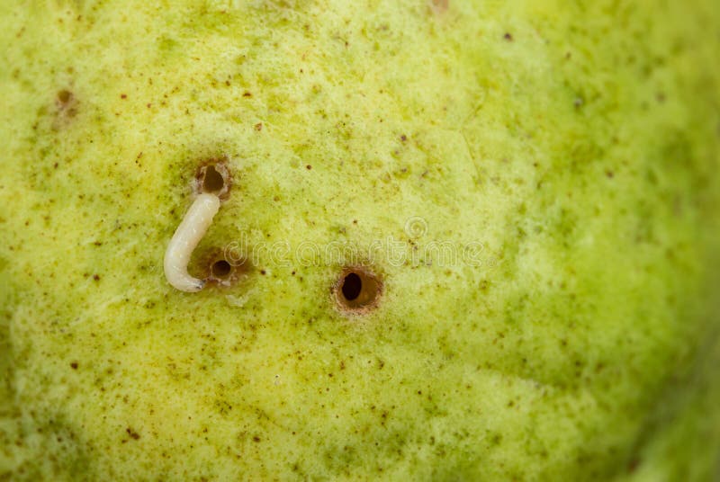 Un Gusano Perfora Un Fruto De Guayaba. Orugas Blancas De Guayaba ...