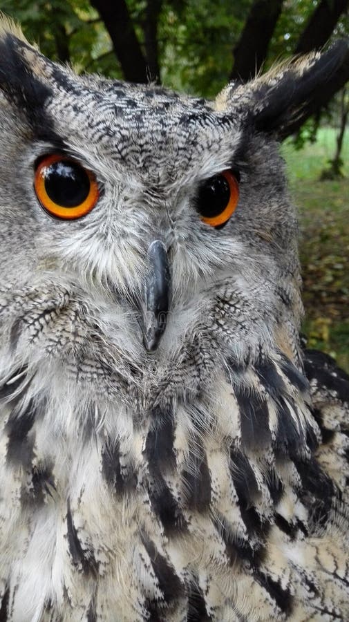 Hibou Avec De Grands Yeux Rouges Photo stock - Image du puissant ...