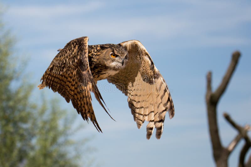 Hibou en vol image stock. Image du hiboux, aile, stationnement - 18663871