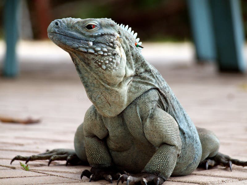 Iguane bleu photo stock. Image du bleu, forêt, dinosaure - 22199348
