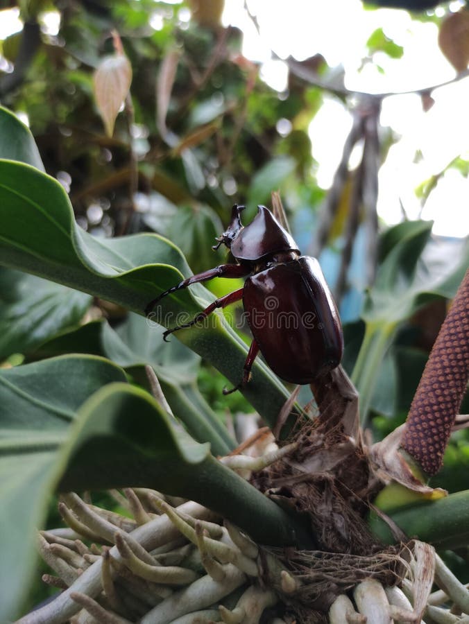 Un Insecte Qui Marche Sur La Plante Image stock - Image du coléoptère ...