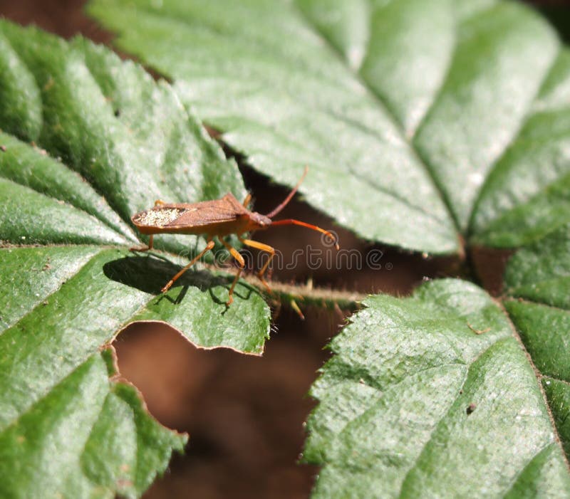 Insecte de feuille photo stock. Image du larve, peau - 67165020