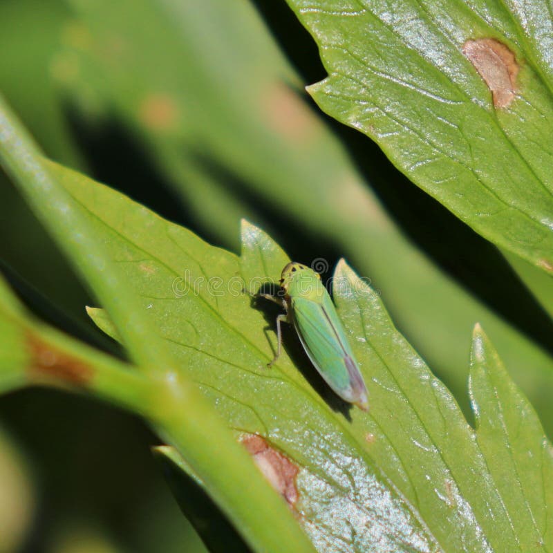 Insecte Vert Photos Stock - Téléchargez 238,270 Photos libres de droits