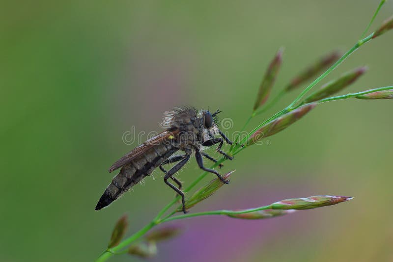 Un insecto interesante foto de archivo. Imagen de paja - 32266320