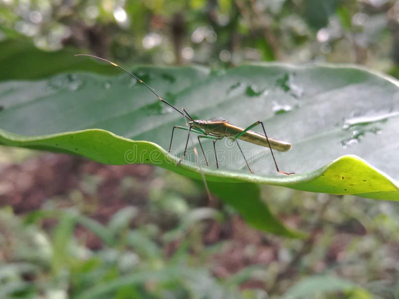 Un Insecto Que Se Convierte En Plaga Vegetal Foto de archivo - Imagen ...