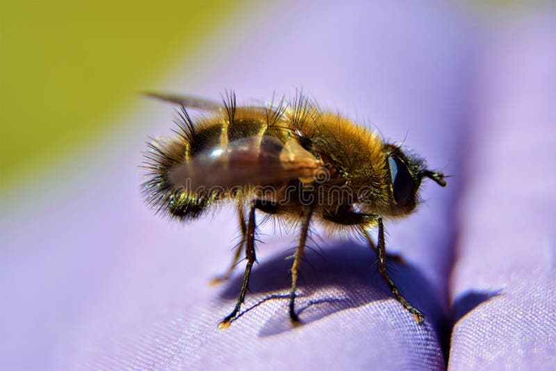 Il Grande Insetto Simile Ad Un Cricket Ha Peso Sopra Il Fiore Dell ...