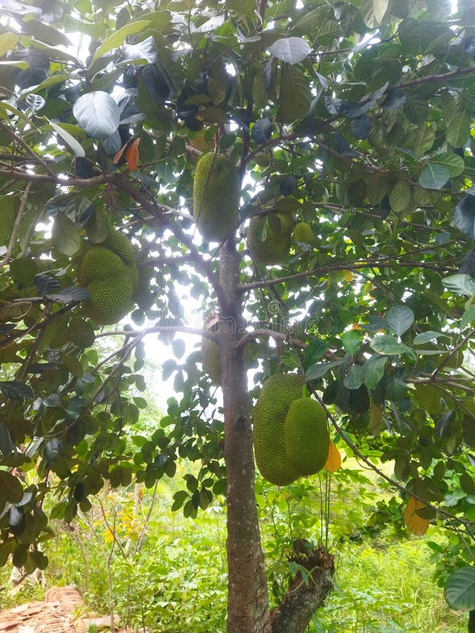 Un Jackfruit Que Lleva Mucha Fruta Foto de archivo - Imagen de ...