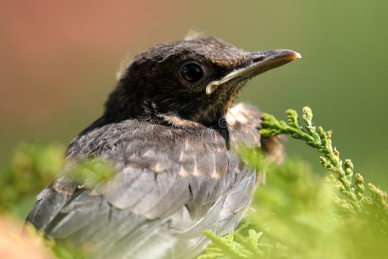 Un jeune merle photo stock. Image of oiseaux, jeune, oiseau - 95006088