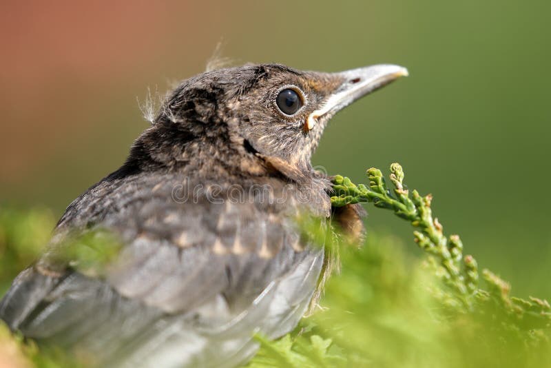 Un jeune merle photo stock. Image du oiseaux, jeune, oiseau - 95006088