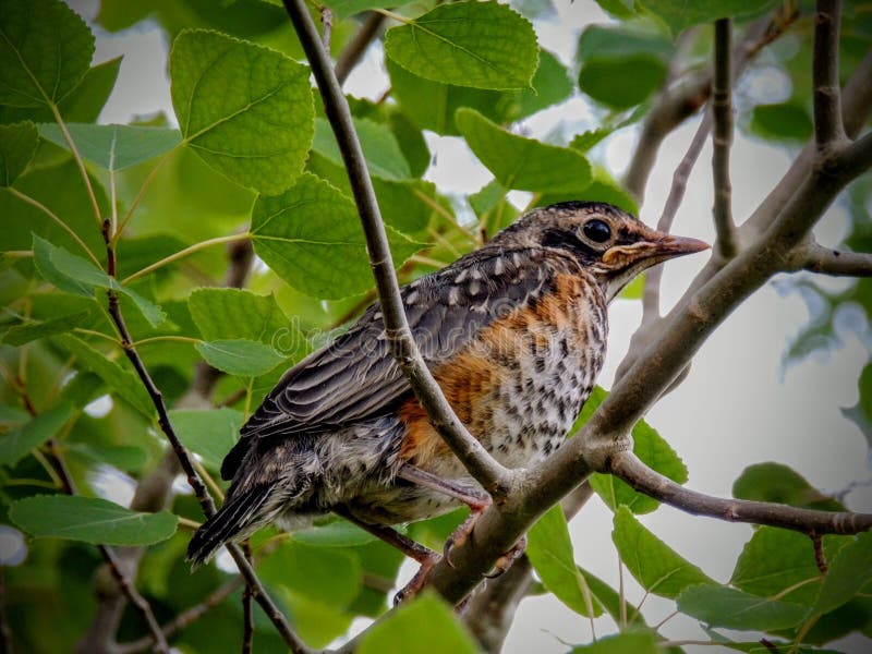 Jeune merle photo stock. Image du merle, jeune - 17121444