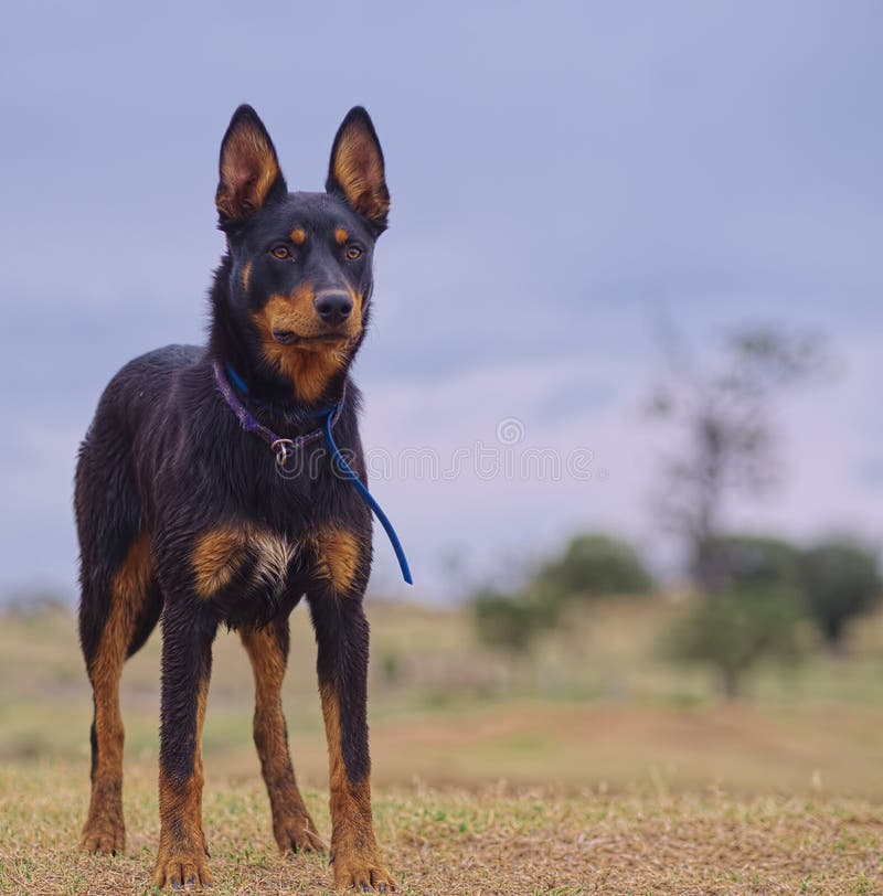 Perrito Australiano Joven Del Kelpie Que Aprende Trabajar Foto de ...