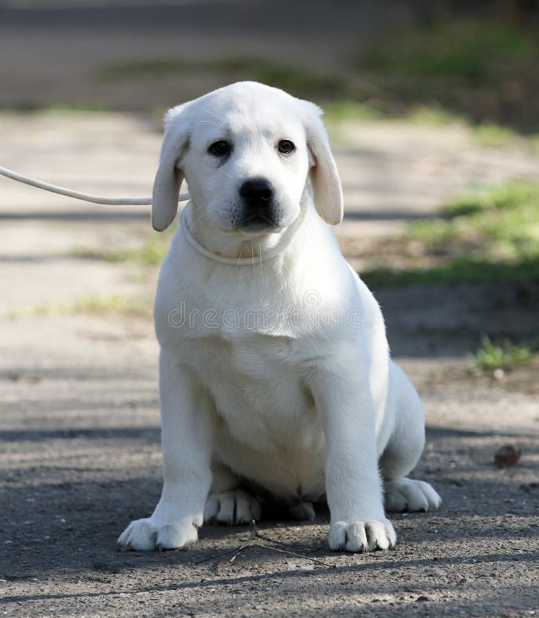 Perrito Amarillo De Labrador Recién Nacido Imagen de archivo - Imagen ...