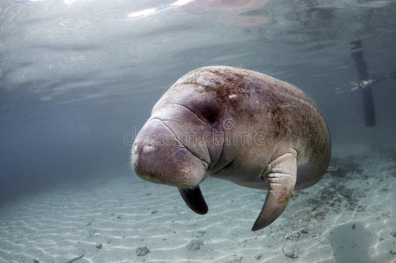 Lamantin photo stock. Image du durée, désert, pègre, cristal - 23829612