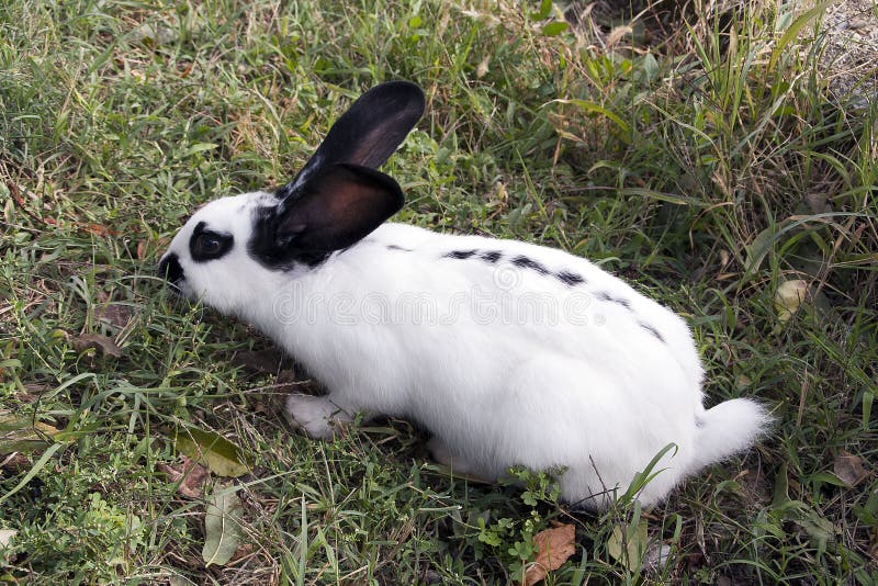 Lapin domestique image stock. Image du amuser, fond, domestique - 6977501