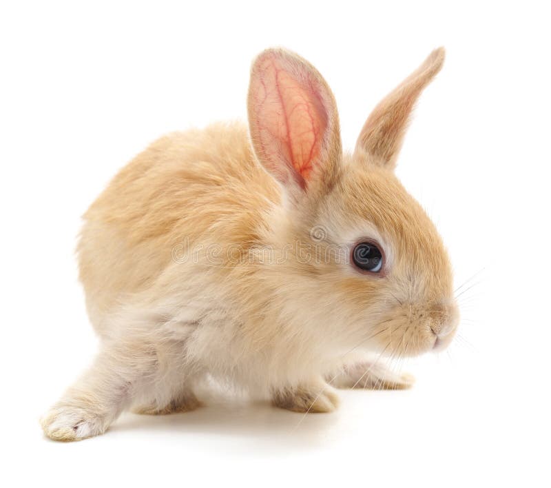 Jeunes Rouges De Lapin Curieux Photo stock - Image du oreilles, coupure ...