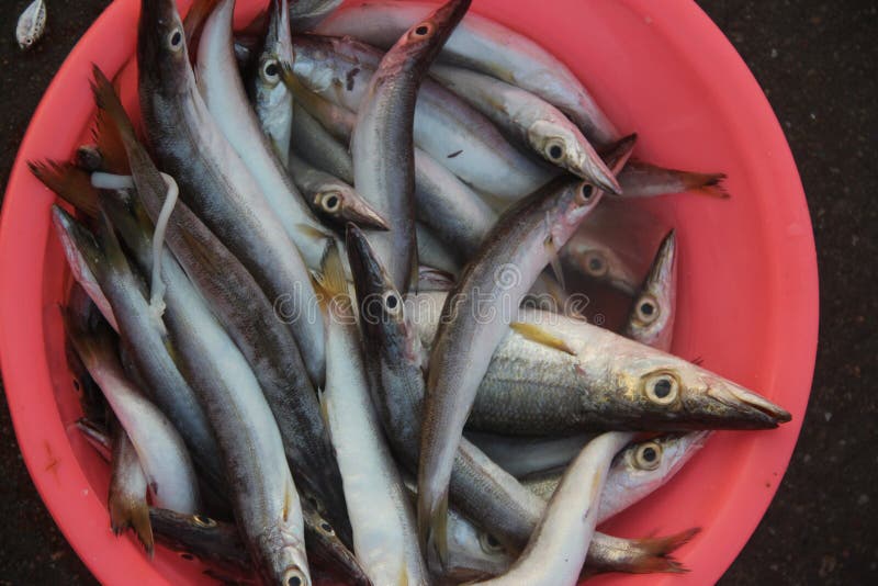 Un lavabo del saurio imagen de archivo. Imagen de lavabo - 43208705