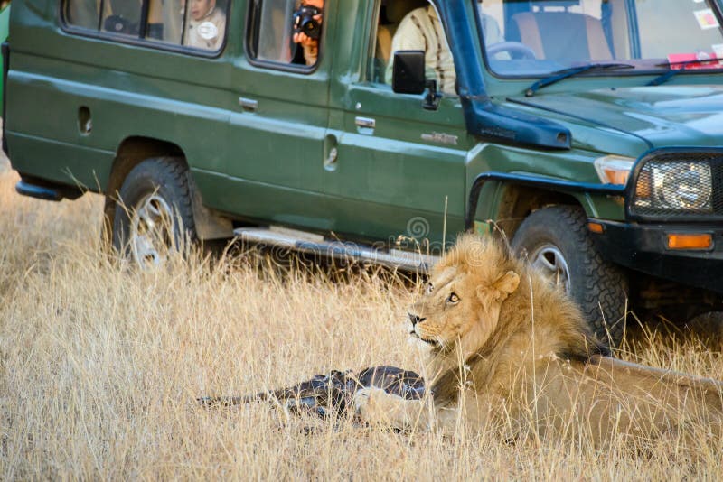 Un Leone Maschio Con La Sua Preda Immagine Stock Editoriale - Immagine ...