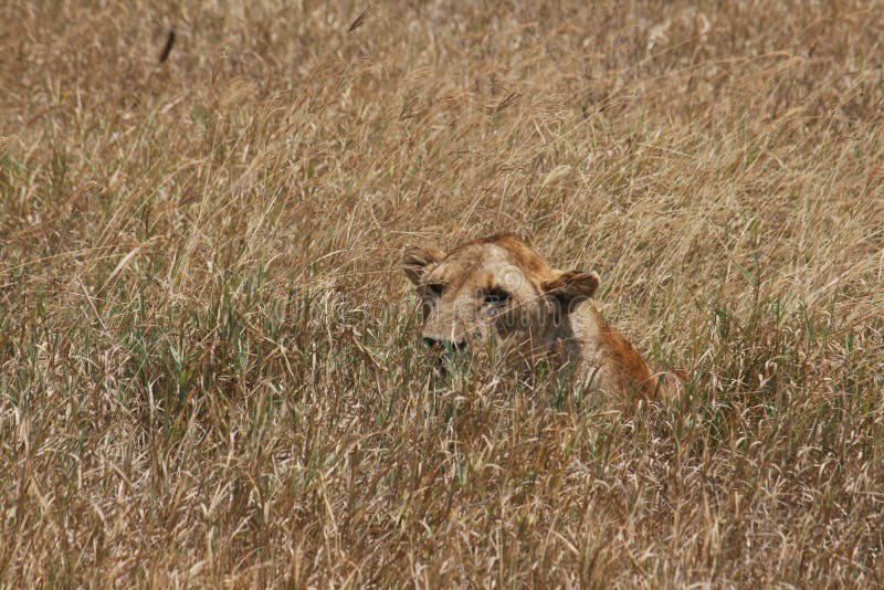 Leone 5 la preda immagine stock. Immagine di vitello - 24090891