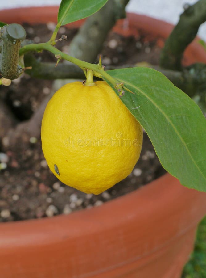 Un limone in un limone immagine stock. Immagine di frutta - 39668347