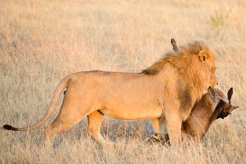 Lion Et Sa Proie Sur La Savane, Serengeti, Afrique Image stock - Image ...
