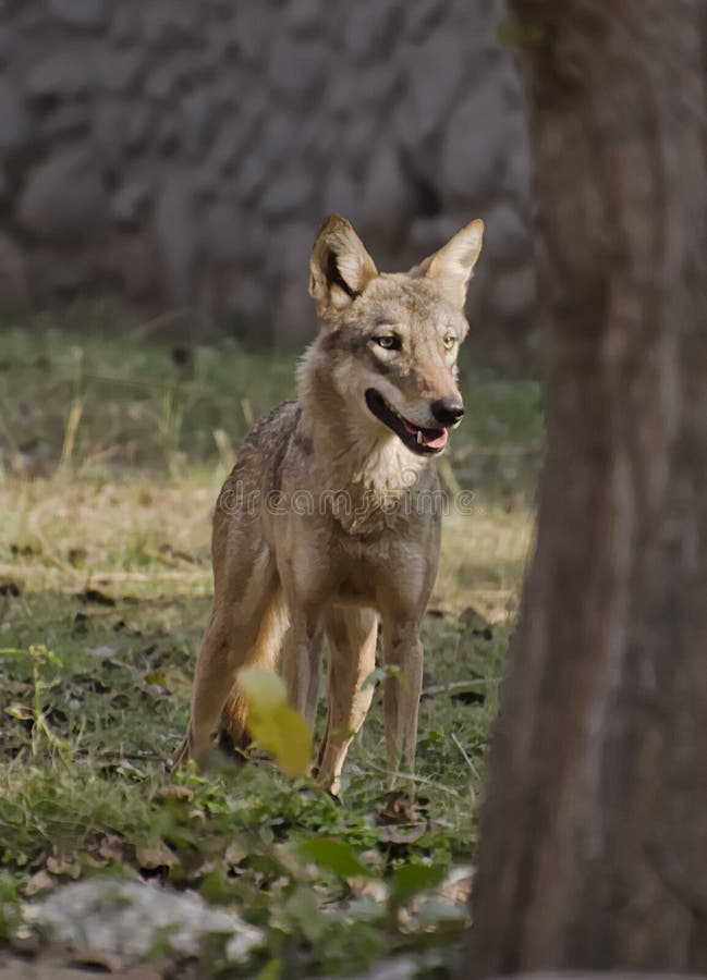 Un lobo indio foto de archivo. Imagen de lobo, indio - 108401716