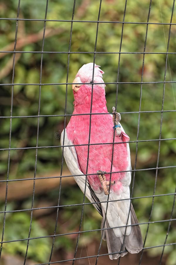 Un loro blanco y rosa foto de archivo. Imagen de aviar - 209039282