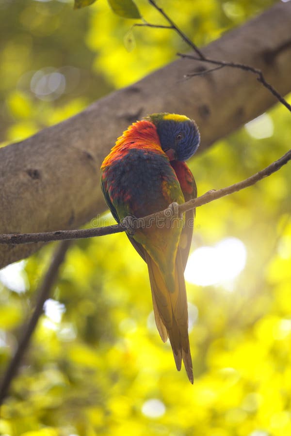 Un Loro Multicolor En Un árbol Foto de archivo - Imagen de color, verde ...