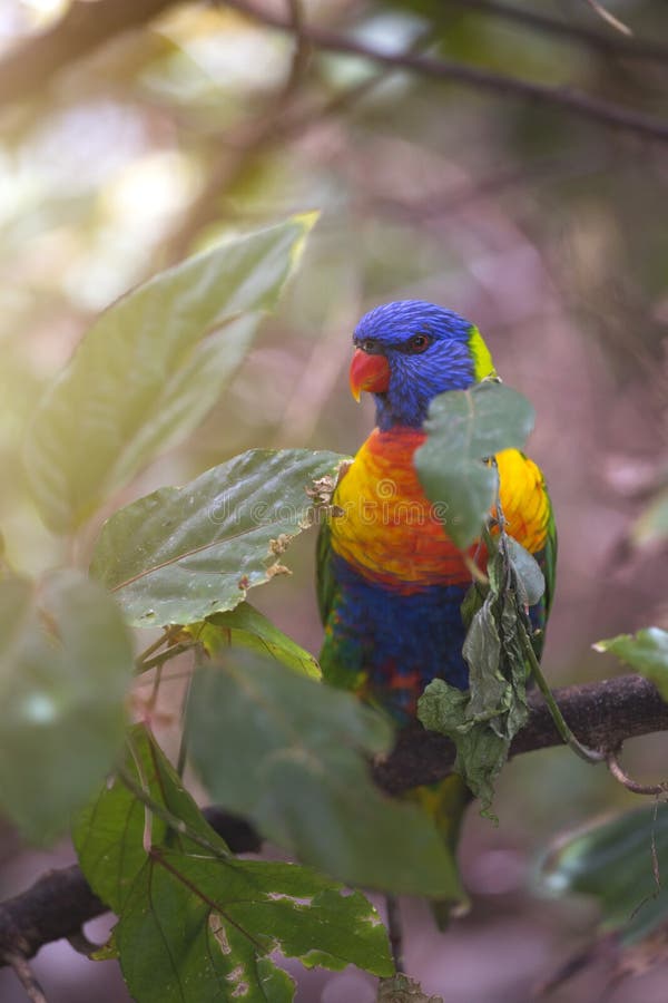 Un Loro Multicolor En Un árbol Imagen de archivo - Imagen de revuelto ...