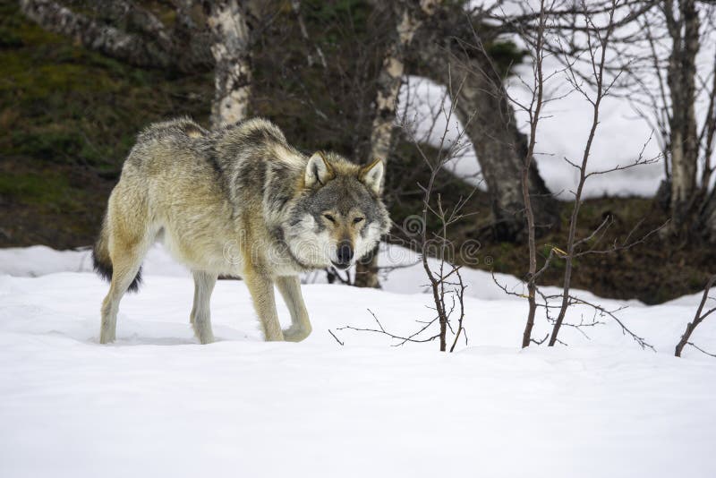 Un Loup Solitaire Dans Une Cage De Zoo. Maintien D'animaux Sauvages En ...