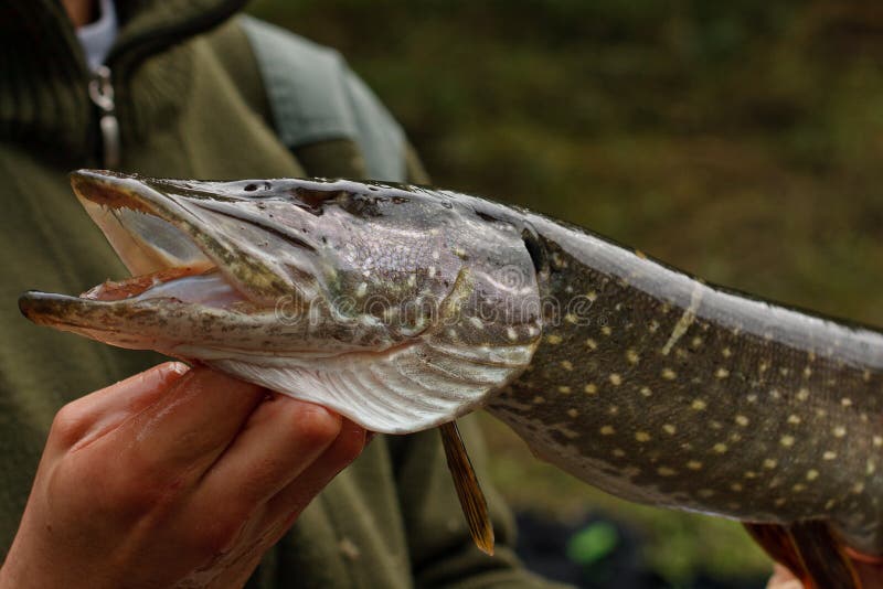 Lucio Europeo (lucius De Esox) Foto de archivo - Imagen de travieso ...