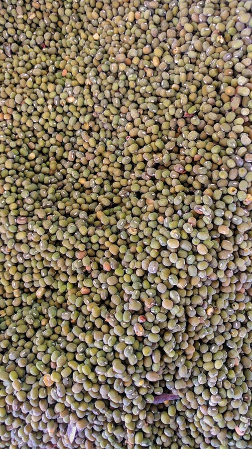 Un Lugar Lleno De Granos Verdes Imagen de archivo - Imagen de ...