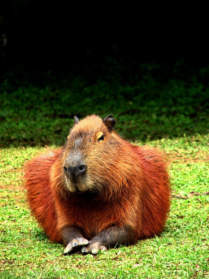 Un mammifero immagine stock. Immagine di diga, rosicchi - 2776807
