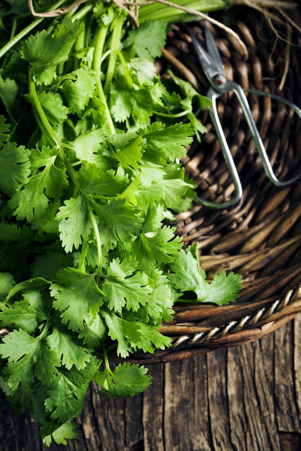Manojo de cilantro foto de archivo. Imagen de ingrediente - 13543330