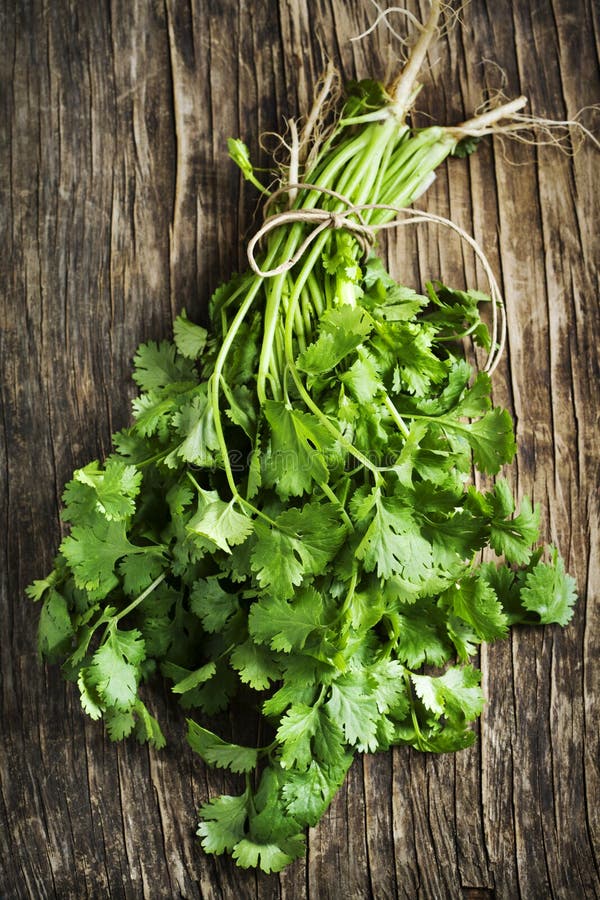 Manojo de cilantro foto de archivo. Imagen de ingrediente - 13543330