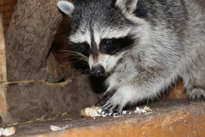 Un Mapache De Mano Come La Empanada Foto de archivo - Imagen de ...