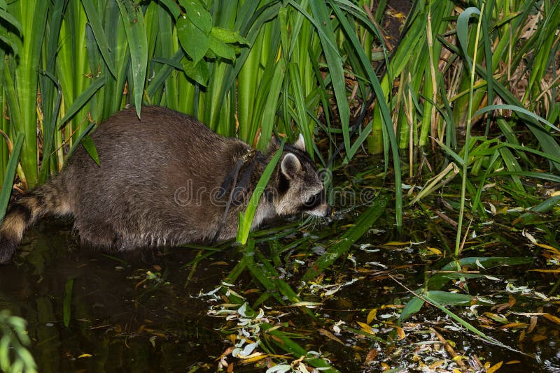 Un Mapache Doméstico Se Divierte En El Agua Imagen de archivo - Imagen ...
