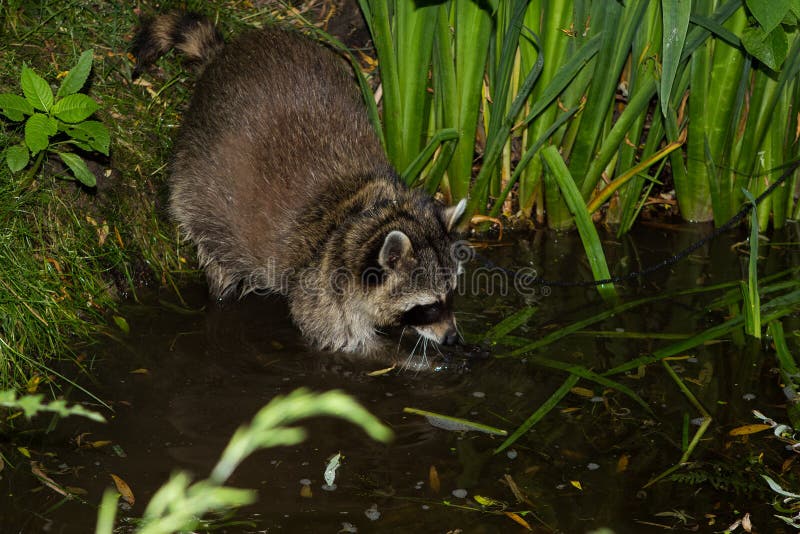 Un Mapache Doméstico Se Divierte En El Agua Imagen de archivo - Imagen ...