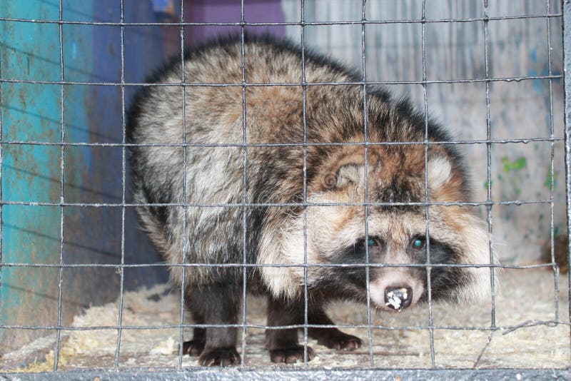 Foto De Un Mapache Comiendo Una Uva De Una Mano Humana Foto de archivo ...