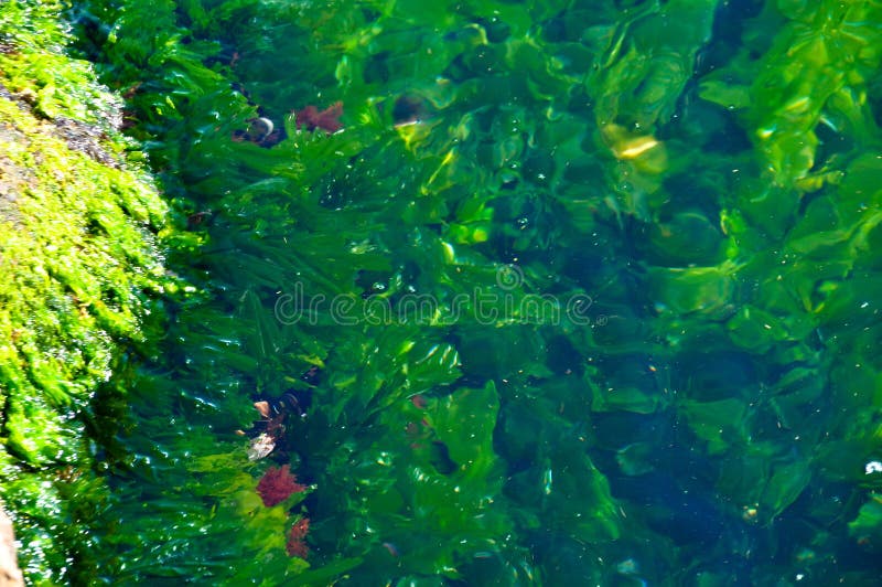 Parco Marittimo Le Onde Si Infrangono Sulle Pietre Coltivate in Eccesso ...