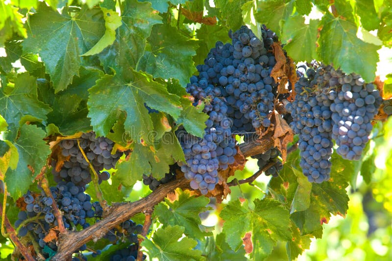 Un Grappolo Di Uva Rossa Sulla Vite Immagine Stock - Immagine di vite ...